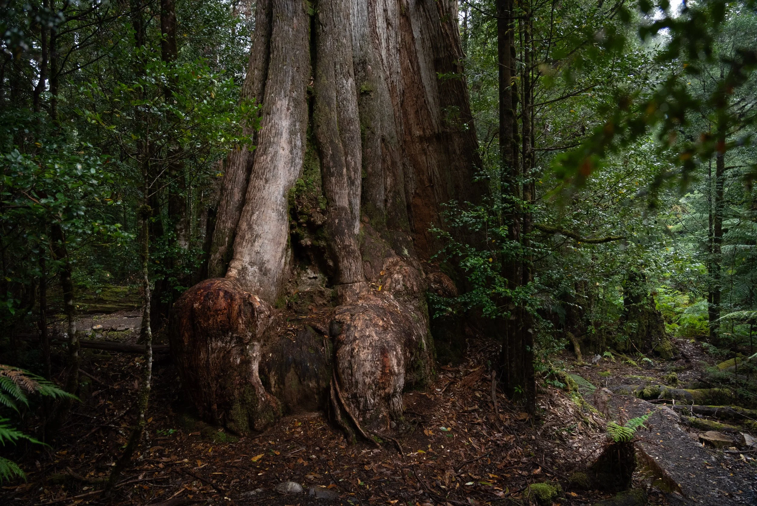 Twisted Sister Big Tree Tasmania — Big Tree State