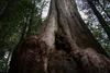 Twisted Sister Big Tree Tasmania — Big Tree State