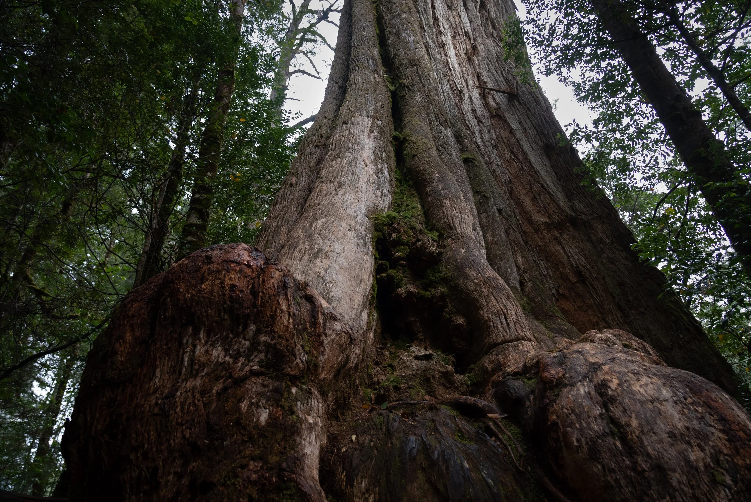 Twisted Sister Big Tree Tasmania — Big Tree State
