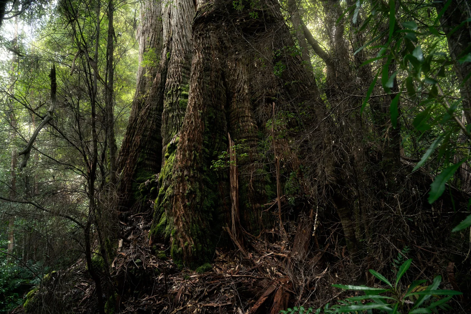 Tyenna Big Tree Reserve Tasmania — Big Tree State