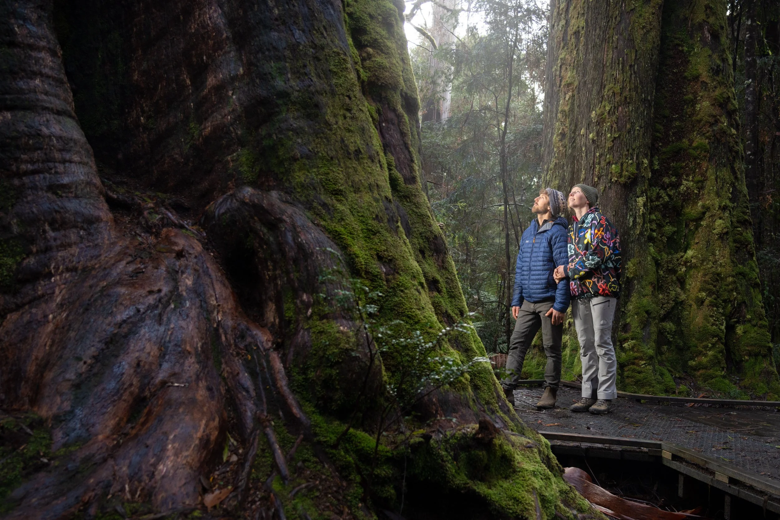 Styx Tall Tree Reserve Tasmania — Big Tree State