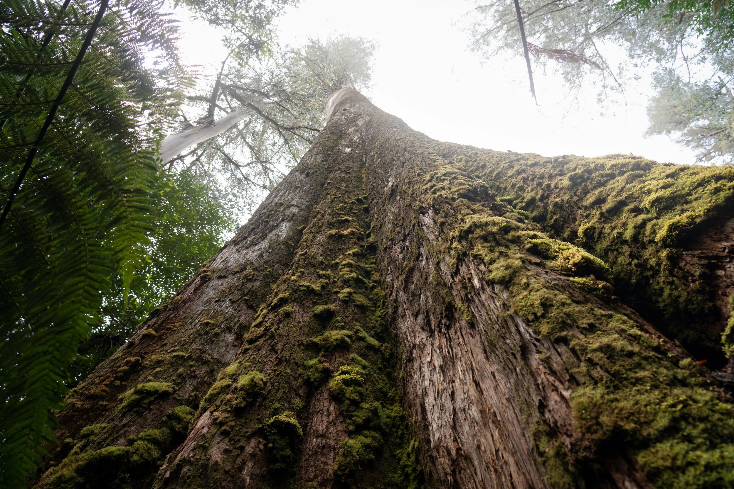 Andromeda Stand Styx Valley Tasmania — Big Tree State
