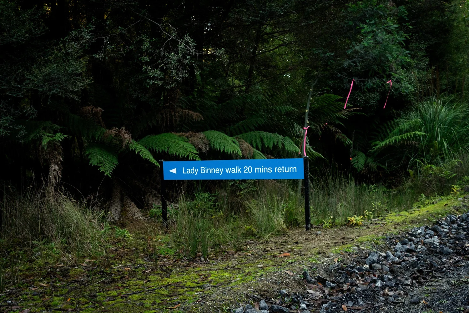 Lady Binney Reserve Big Tree Tasmania — Big Tree State