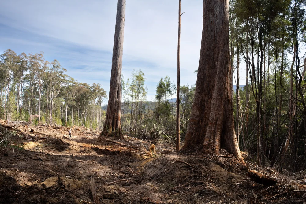 Tyenna Big Tree Reserve Tasmania — Big Tree State