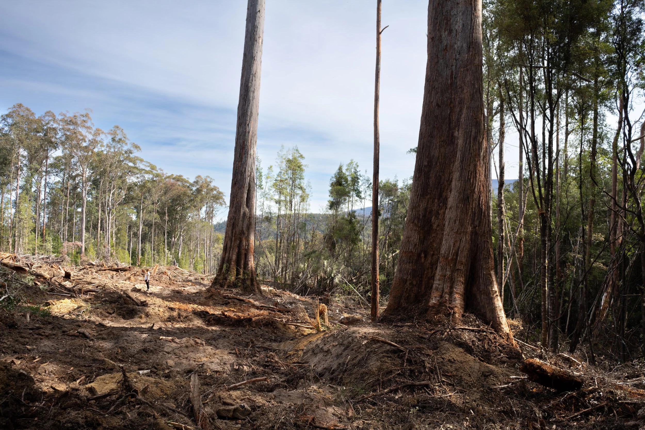 Tyenna Big Tree Reserve Tasmania — Big Tree State