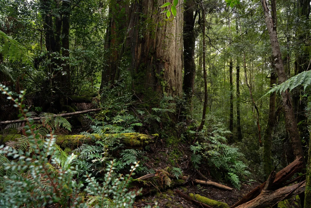 Lady Binney Reserve Big Tree Tasmania — Big Tree State