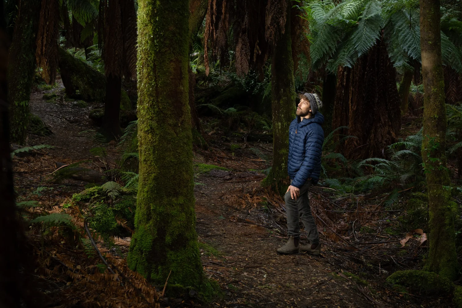 Styx Tall Tree Reserve Tasmania — Big Tree State