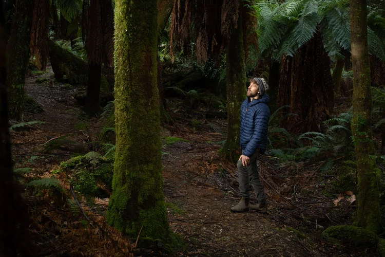 Styx Tall Tree Reserve Tasmania — Big Tree State