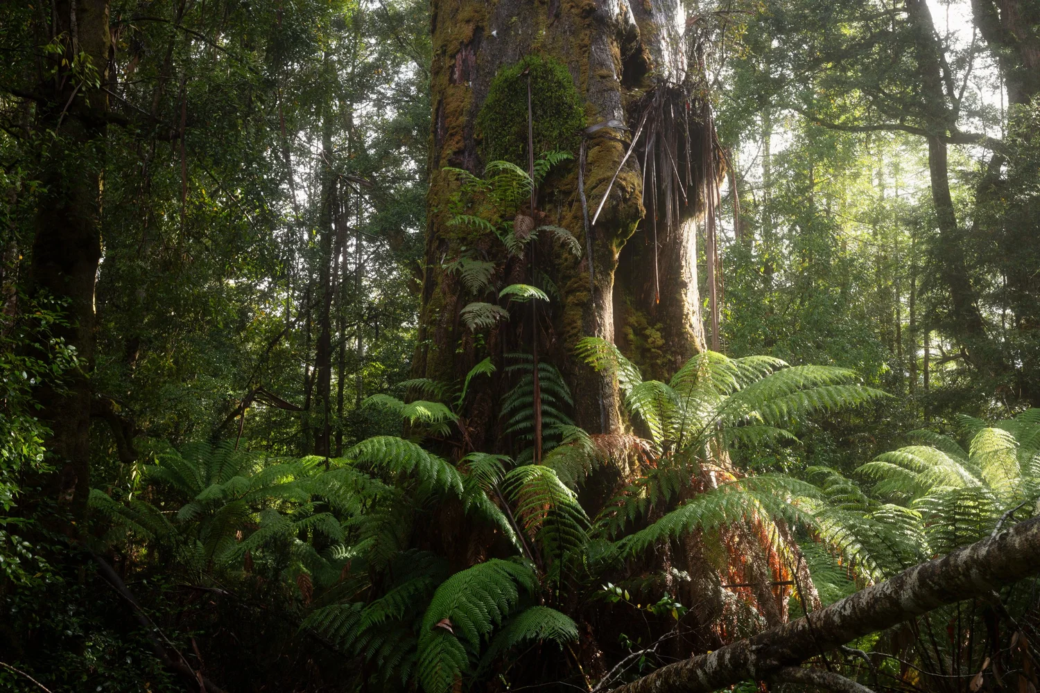 Tolkine Grove Styx Valley Tasmania — Big Tree State