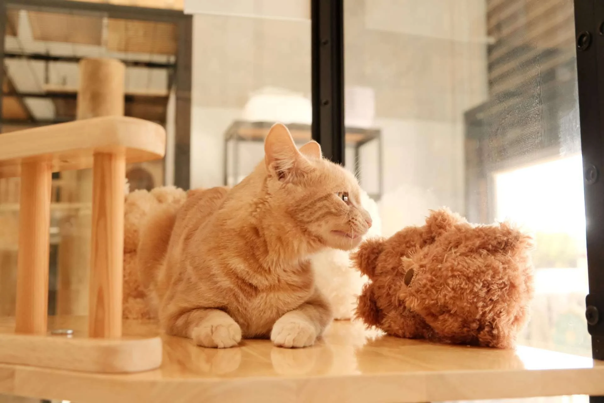 Cat Boarding vs Pet Sitting: What’s Best for Your Cat? | Paws Hotel ...