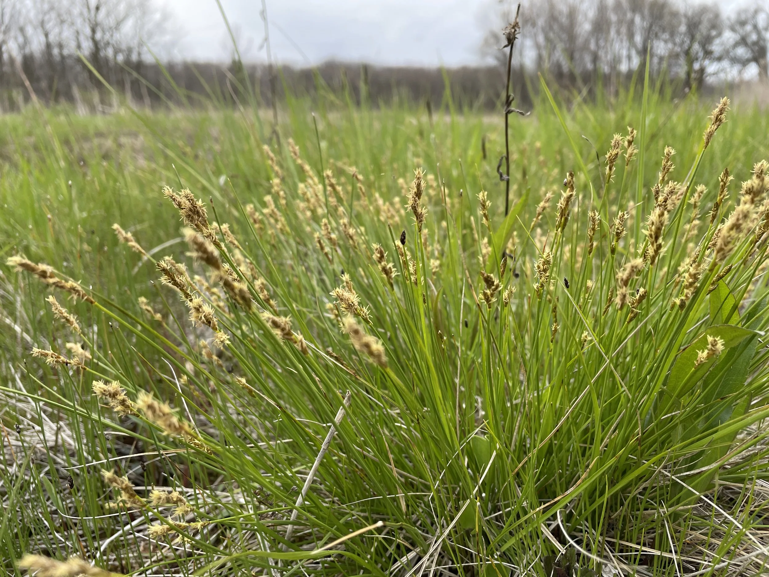 About 1 — Friends of Kishwaukee Fen