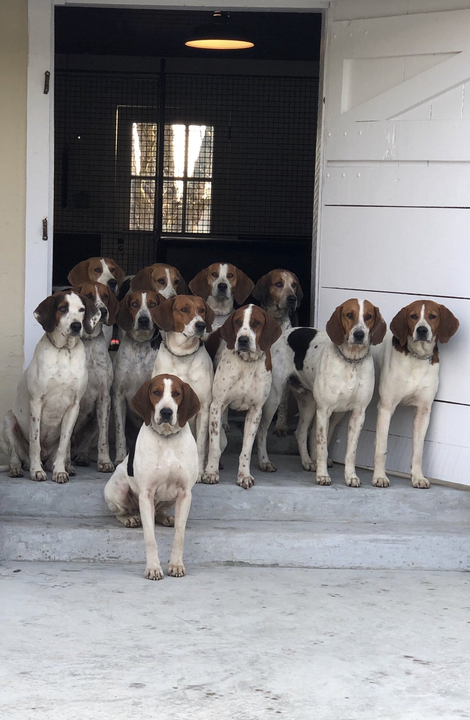 Picture Gallery — The Middleburg Hunt