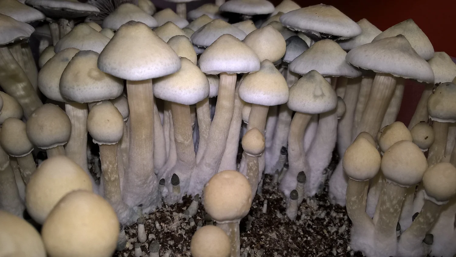 Albino A+ Cubensis Mushrooms - What You Need To Know — Psyched Medicinals