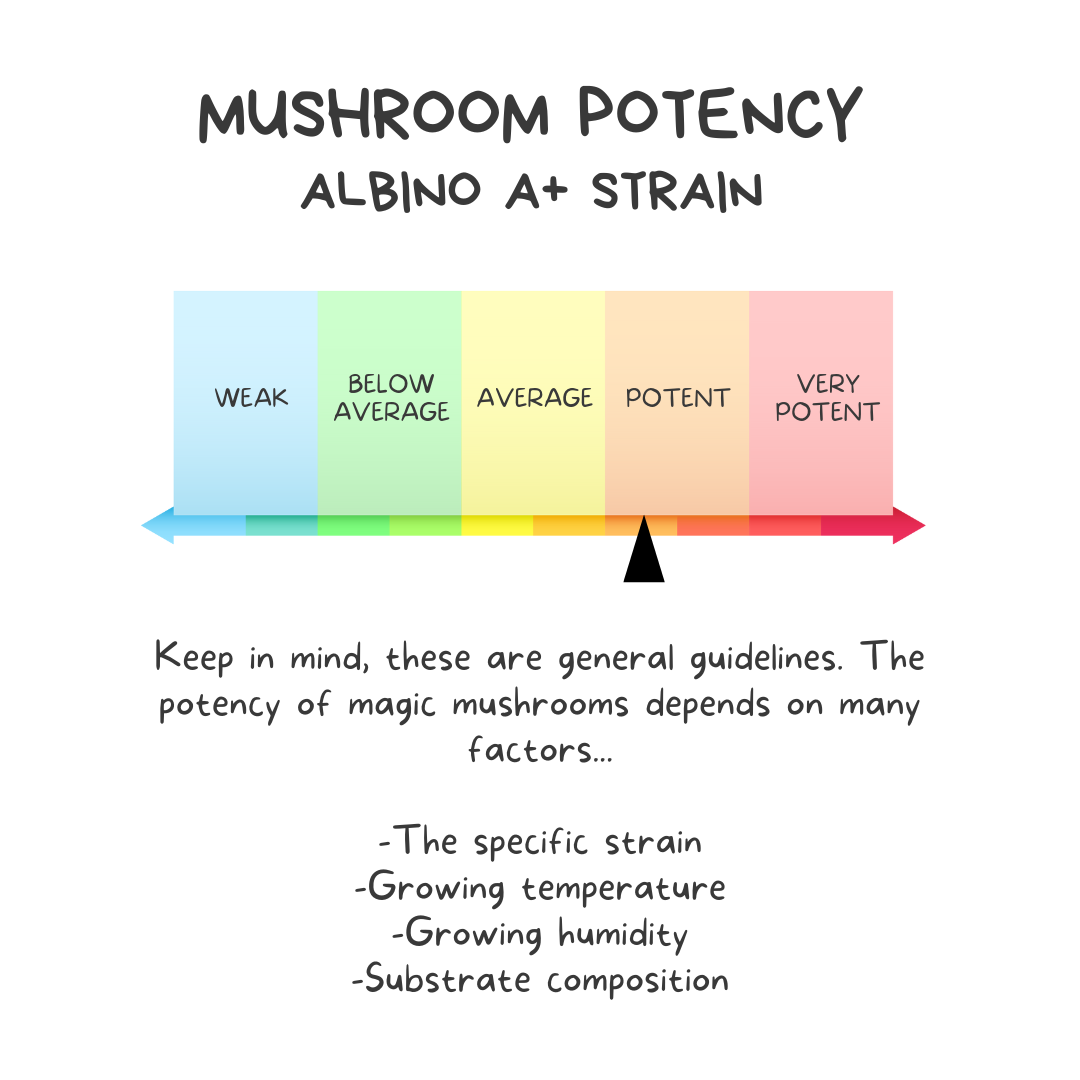 Albino A+ Cubensis Mushrooms - What You Need To Know — Psyched Medicinals