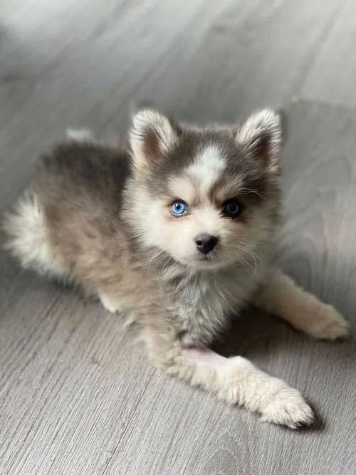 Mexico City’s 5-Star Pomsky Puppies for Sale | Mexico City’s Most ...