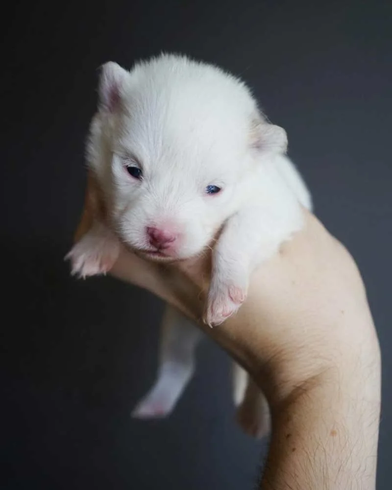 Shop Pomsky Puppies | Calimex Pomskies's Premium Selection