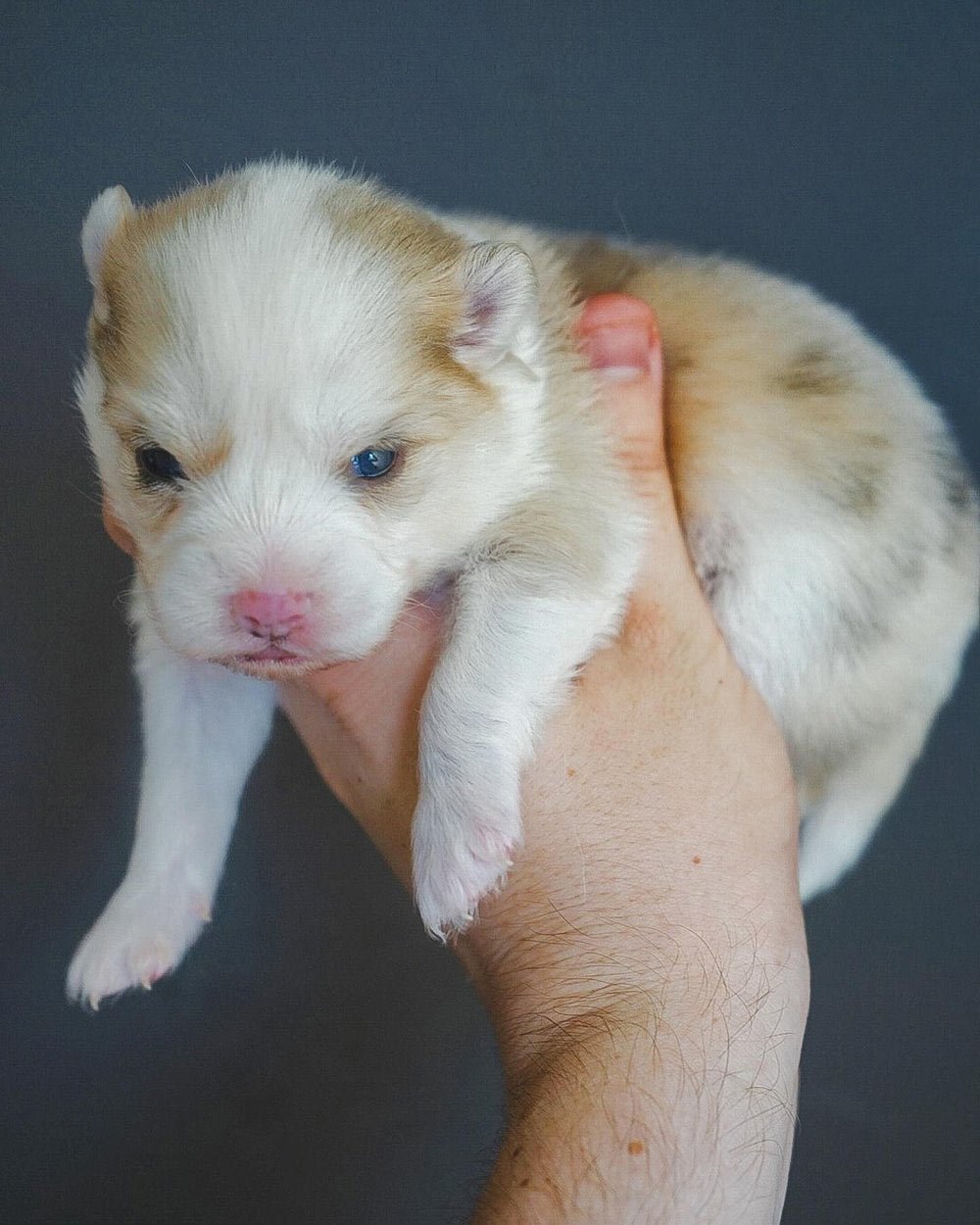 Shop Pomsky Puppies | Calimex Pomskies's Premium Selection