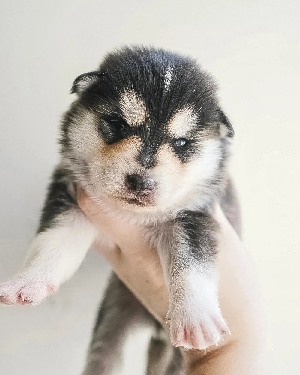 Shop Pomsky Puppies | Calimex Pomskies's Premium Selection