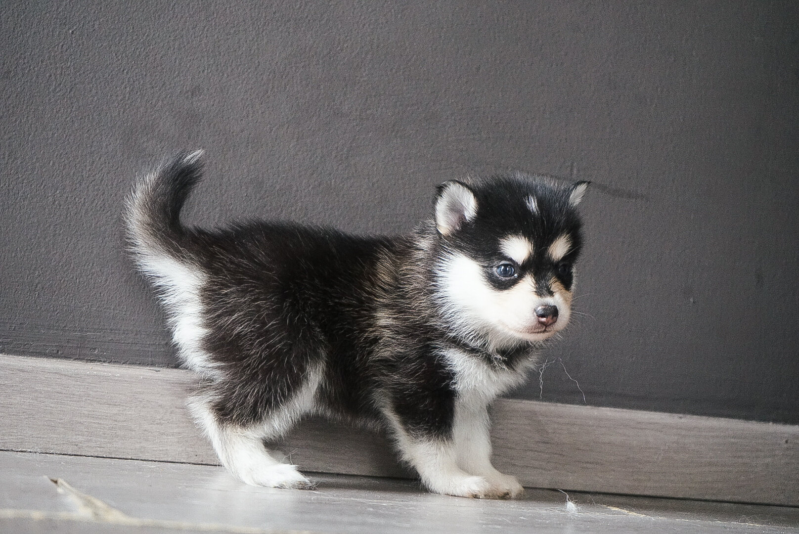 Shop Pomsky Puppies | Calimex Pomskies's Premium Selection