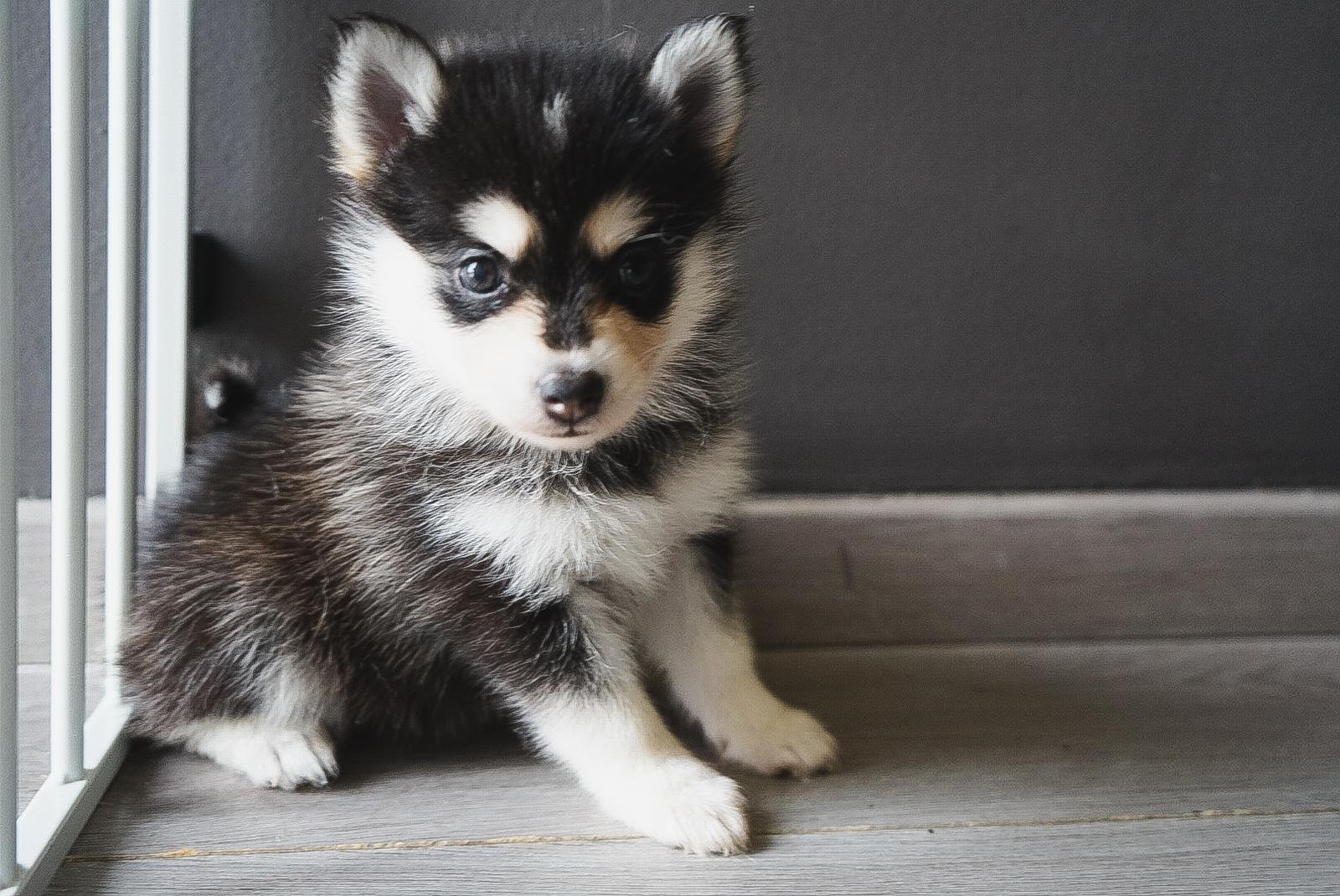 Shop Pomsky Puppies | Calimex Pomskies's Premium Selection