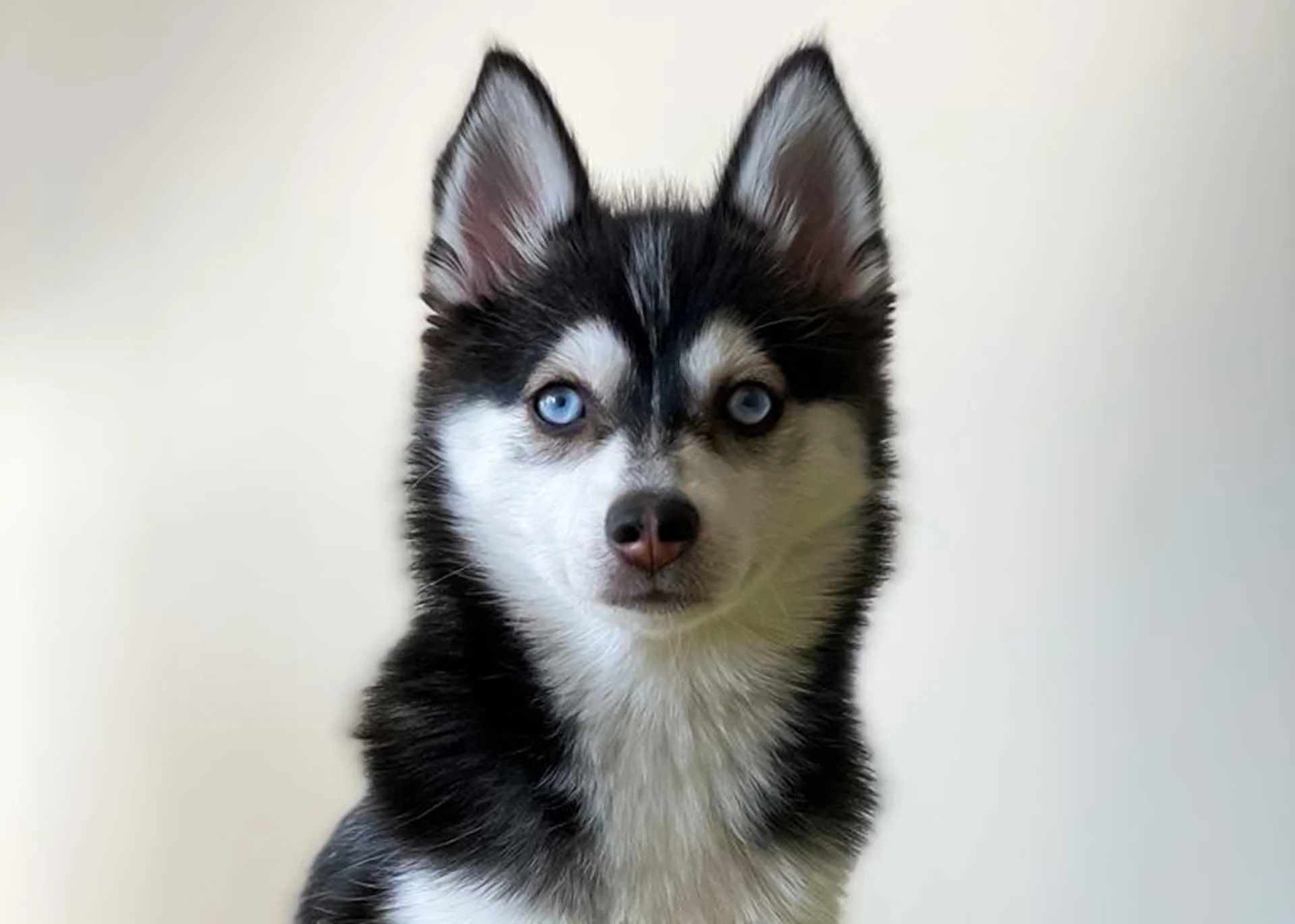 About Our Expert Breeders | Calimex Pomskies