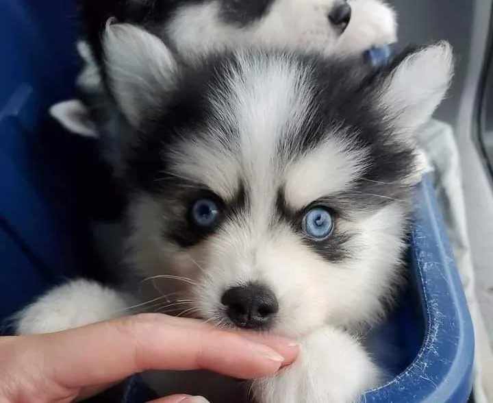 Mexico City’s 5-Star Pomsky Puppies for Sale | Mexico City’s Most ...