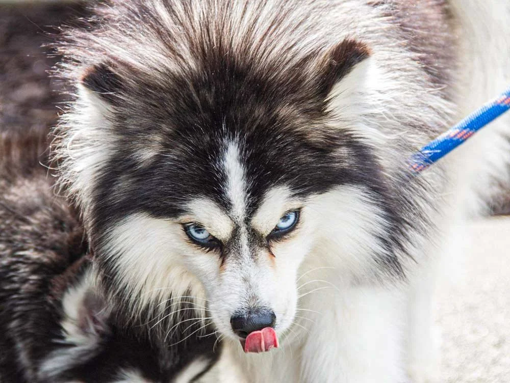 Mexico City’s 5-Star Pomsky Puppies for Sale | Mexico City’s Most ...