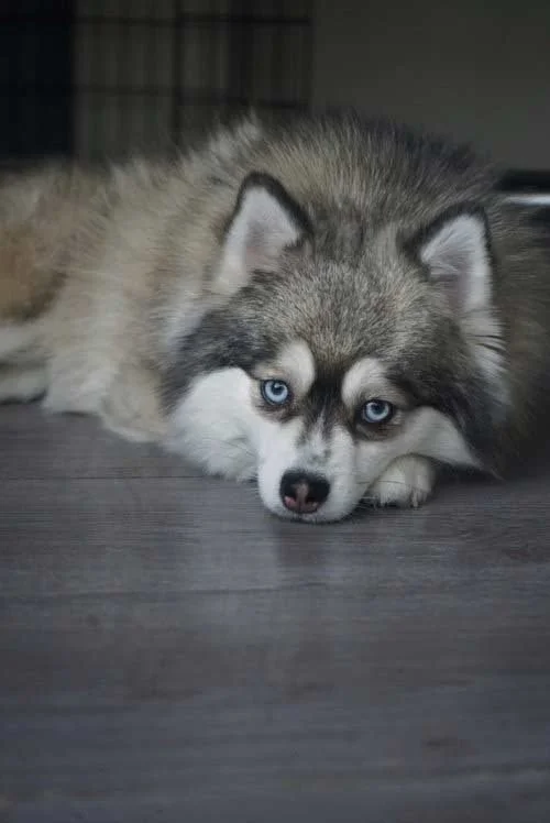 Mexico City’s 5-Star Pomsky Puppies for Sale | Mexico City’s Most ...