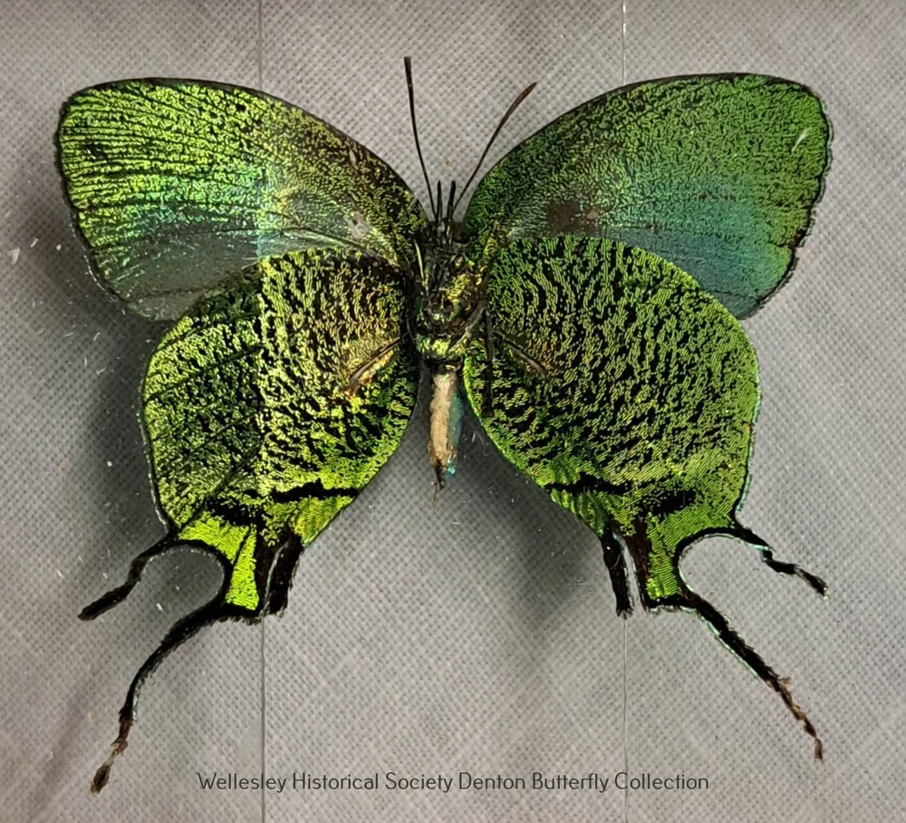 Denton Butterfly & Entomological Collection — Wellesley Historical Society