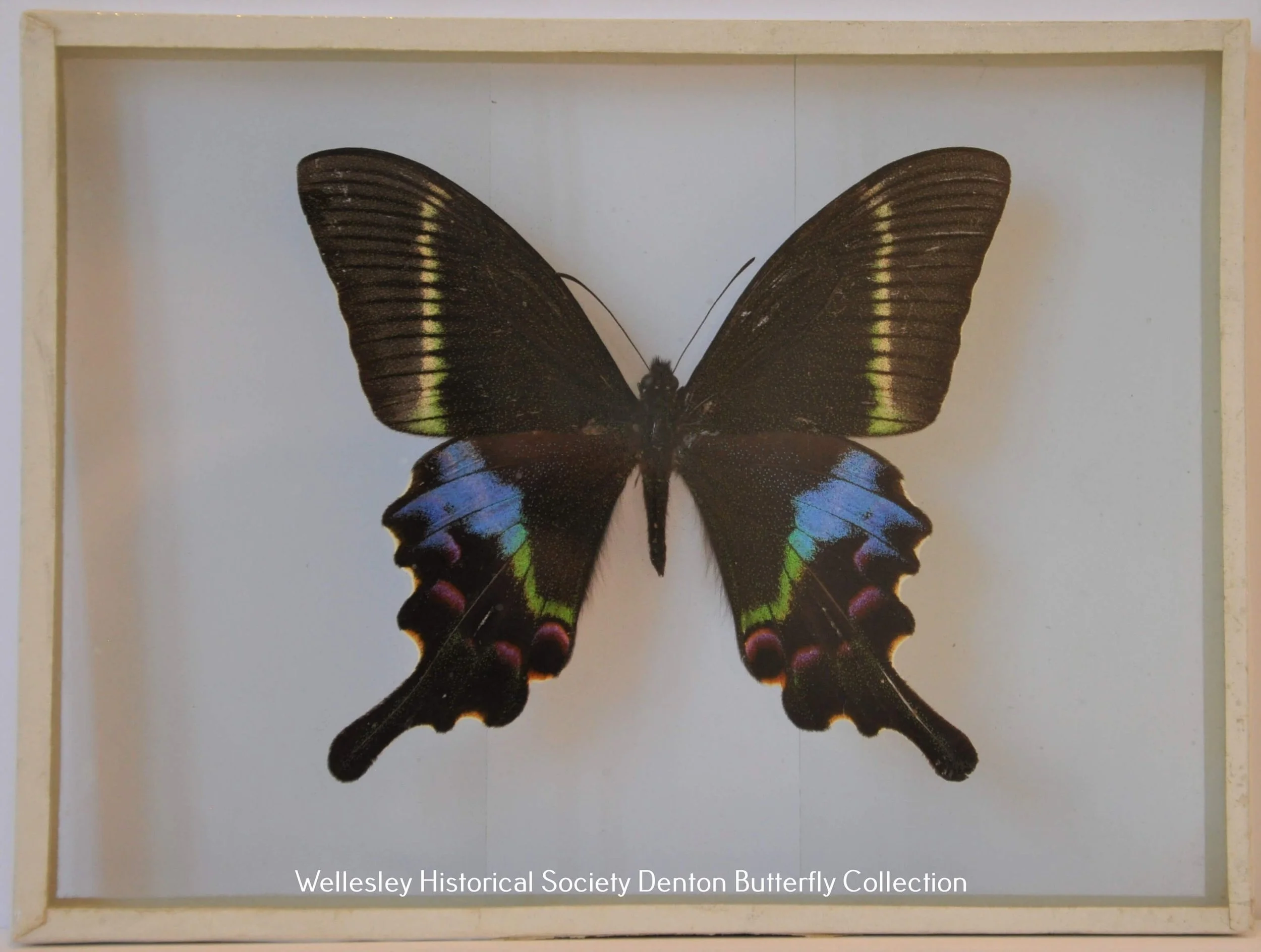 Denton Butterfly & Entomological Collection — Wellesley Historical Society