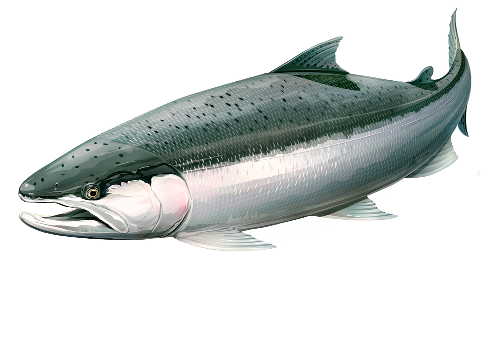 What are Southern Steelhead Trout? | Learn & Conserve Now — Southern ...