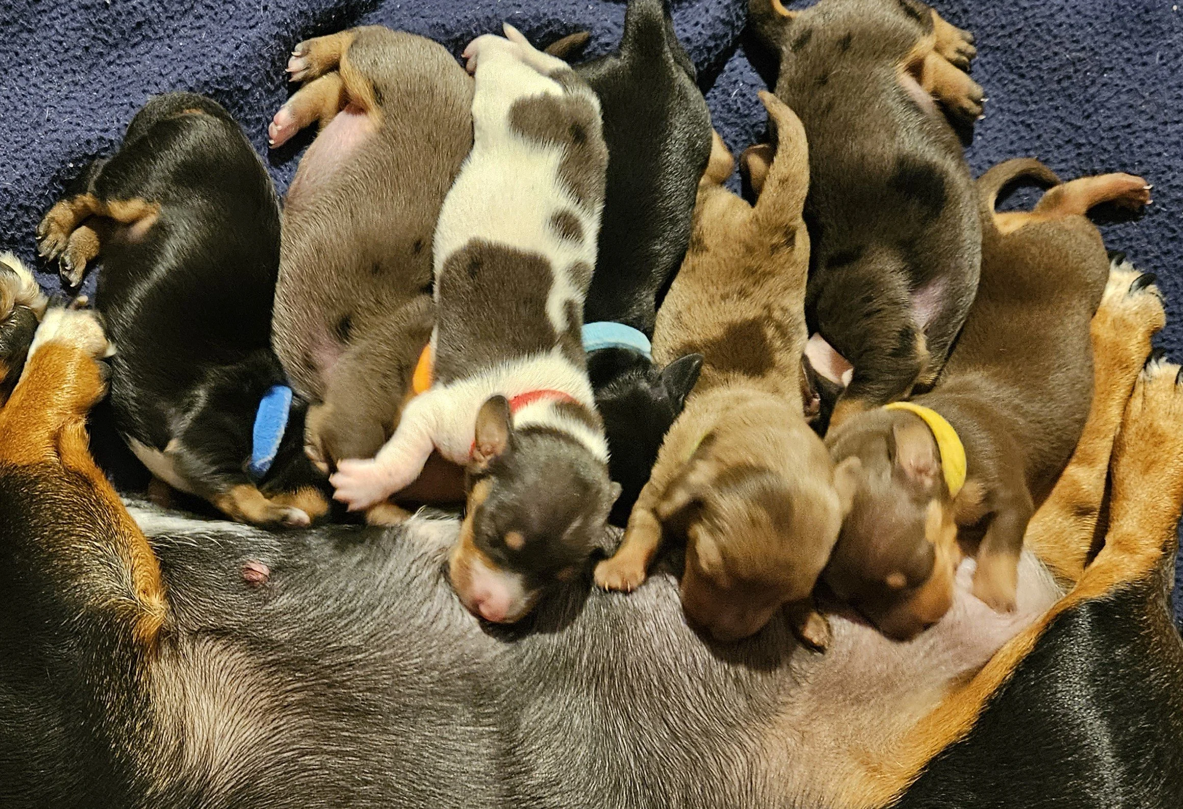 Puppy Application Form — Staghorn Dogs