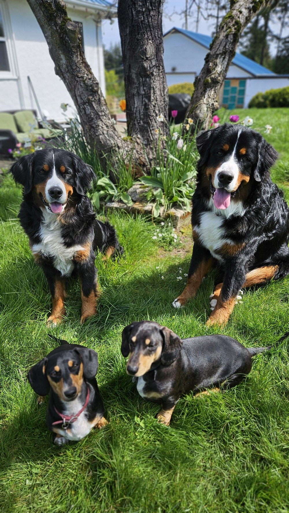 Bernese Puppies Available Now