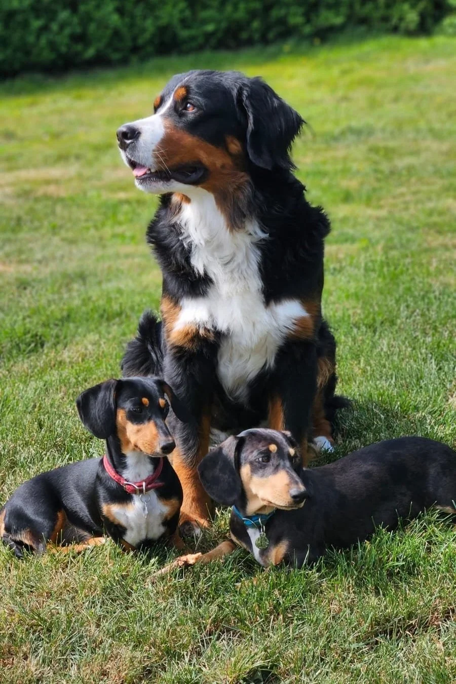 Puppy Selection Process — Staghorn Dogs