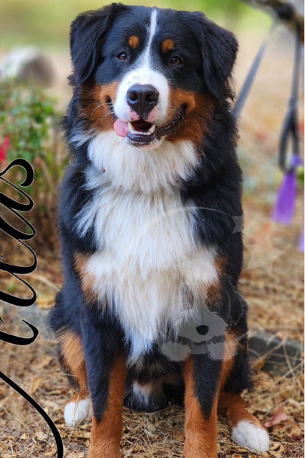 Meet our Adult Berners — Staghorn Dogs