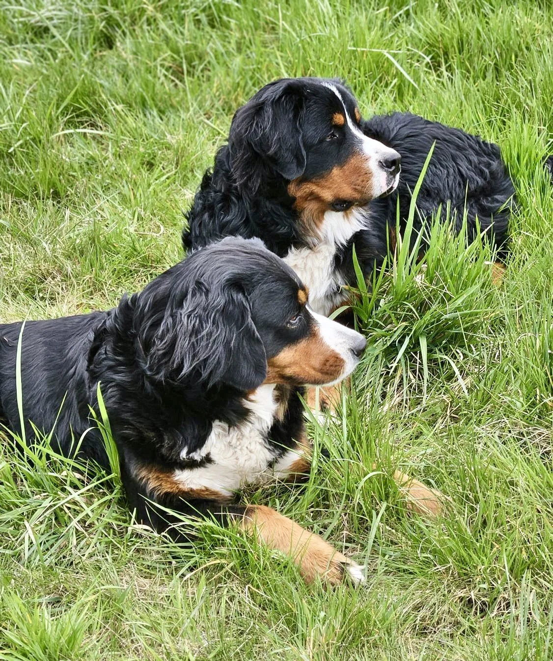 Bernese Mountain Dogs — Staghorn Dogs