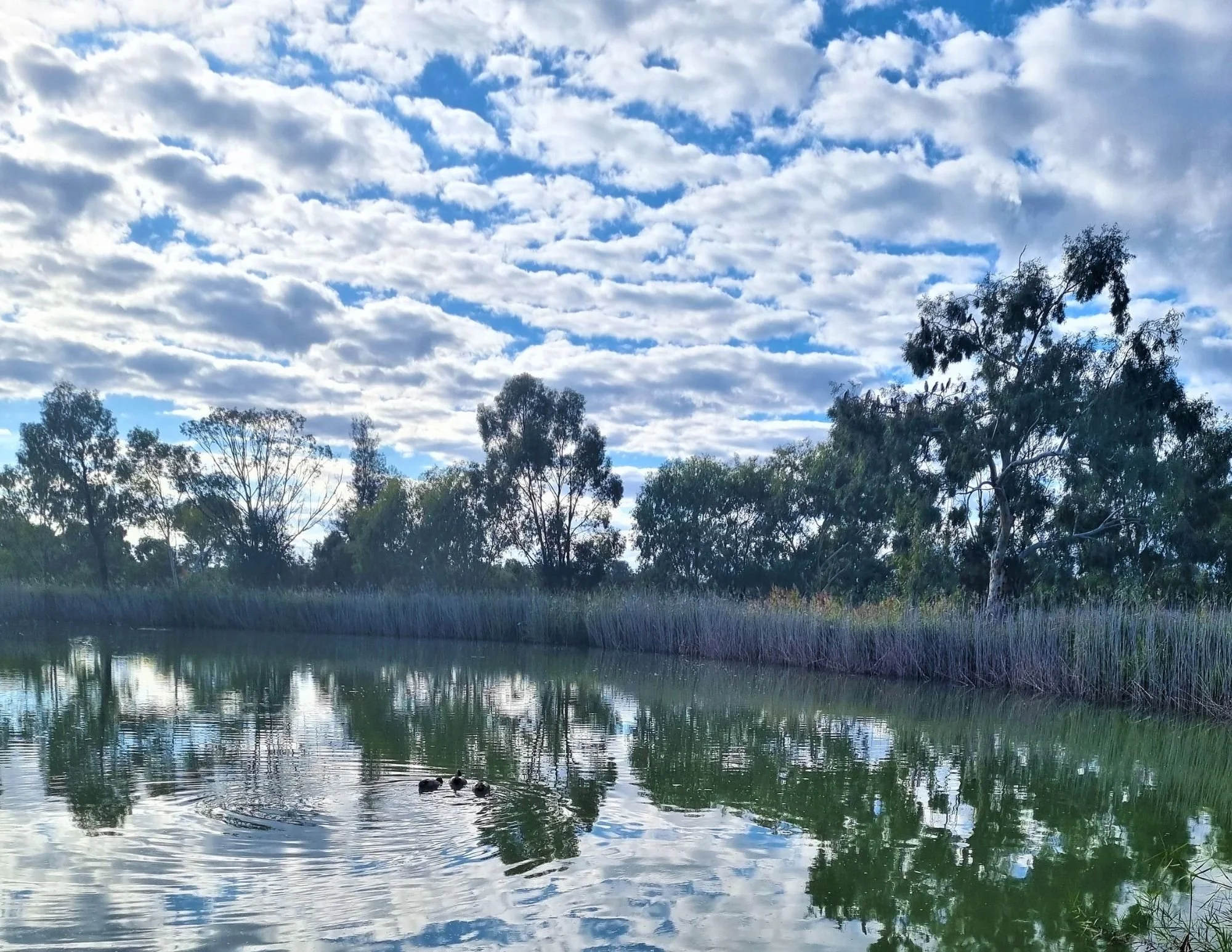 Things To Do in Narromine — Narromine Aerodrome Tourist Park & Motel