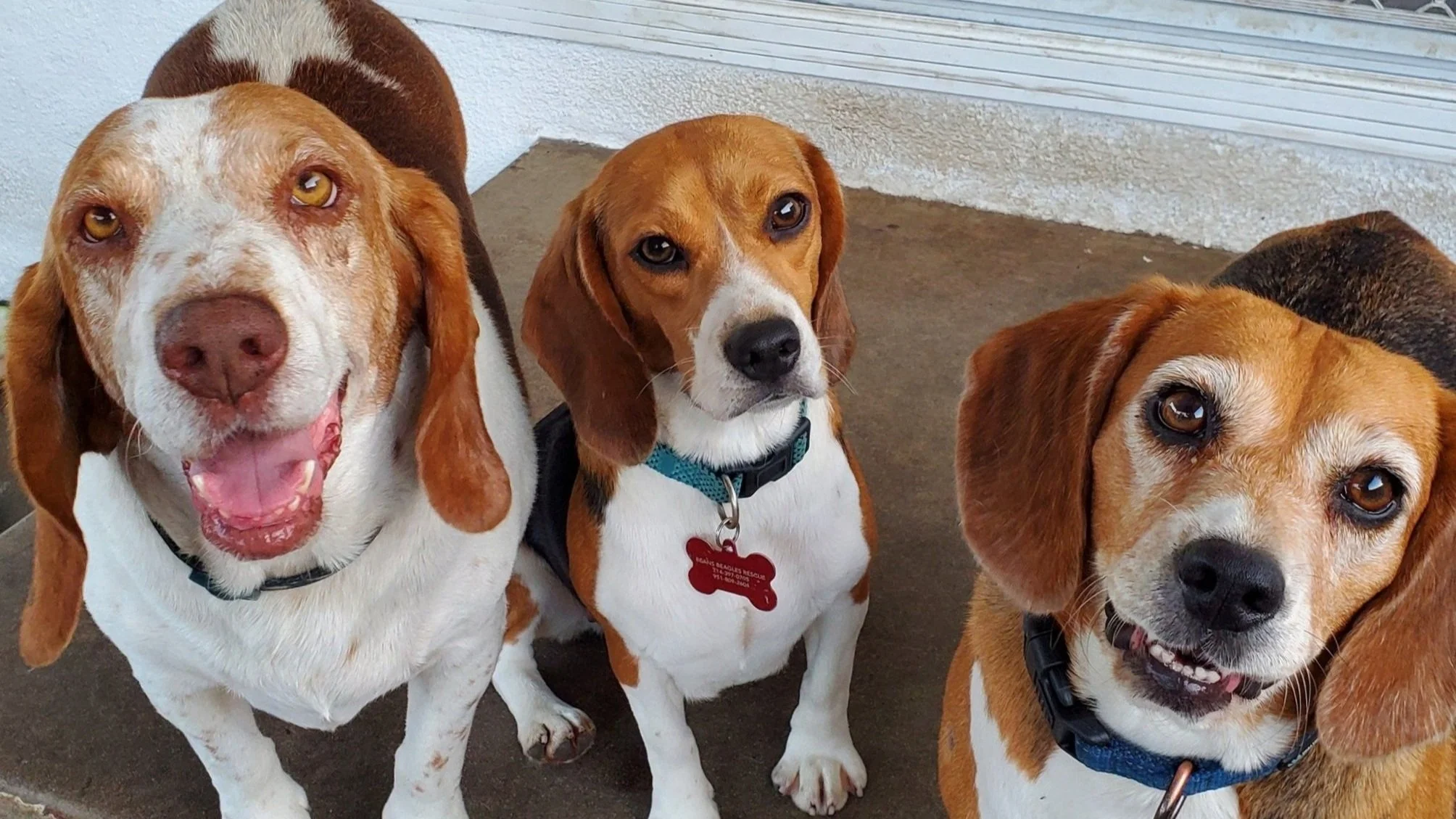 upcoming-events-bean-s-beagles-dog-rescue