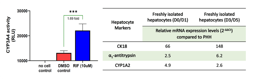Human Liver Chimeric Mice | Discover Humanized Liver Models - Get ...