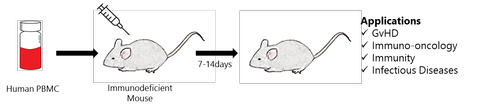 PBMC Humanized Mice | Advance ARDS Research Today — Invivocue | Leading ...