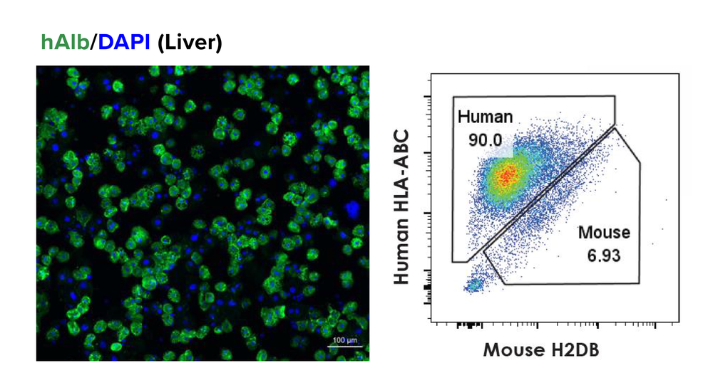 Human Liver Chimeric Mice | Discover Humanized Liver Models - Get ...