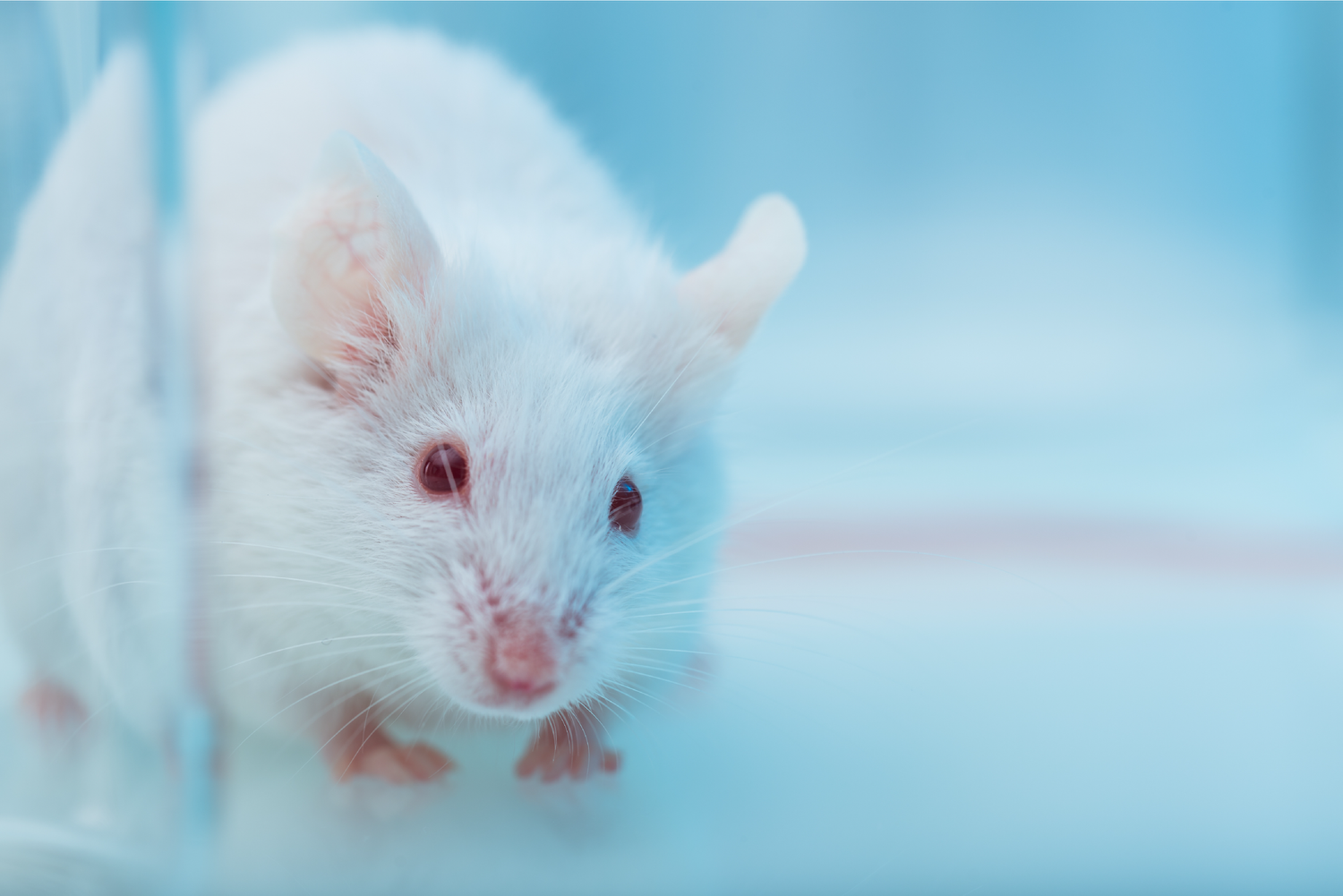 Human Liver Chimeric Mice | Discover Humanized Liver Models - Get ...