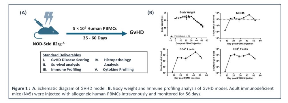 Graft vs Host Disease (GvHD) — Invivocue | Leading expert in humanized ...