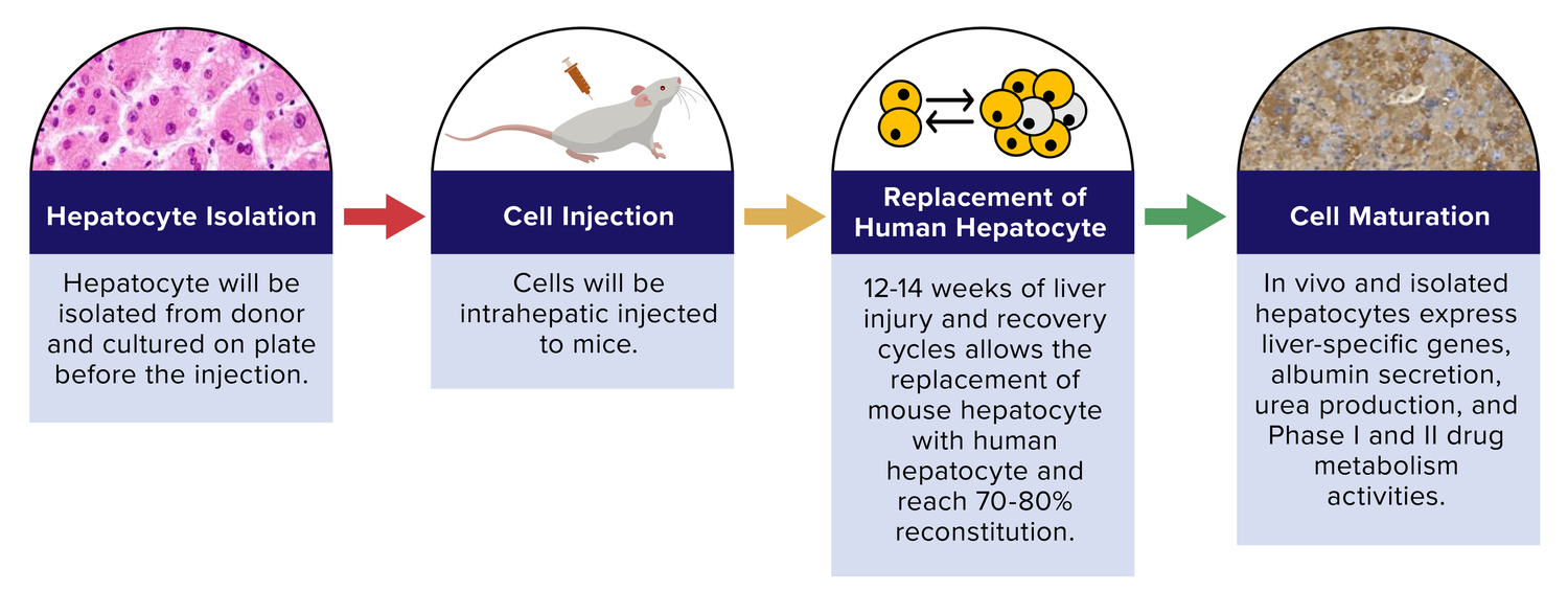 Human Liver Chimeric Mice | Discover Humanized Liver Models - Get ...