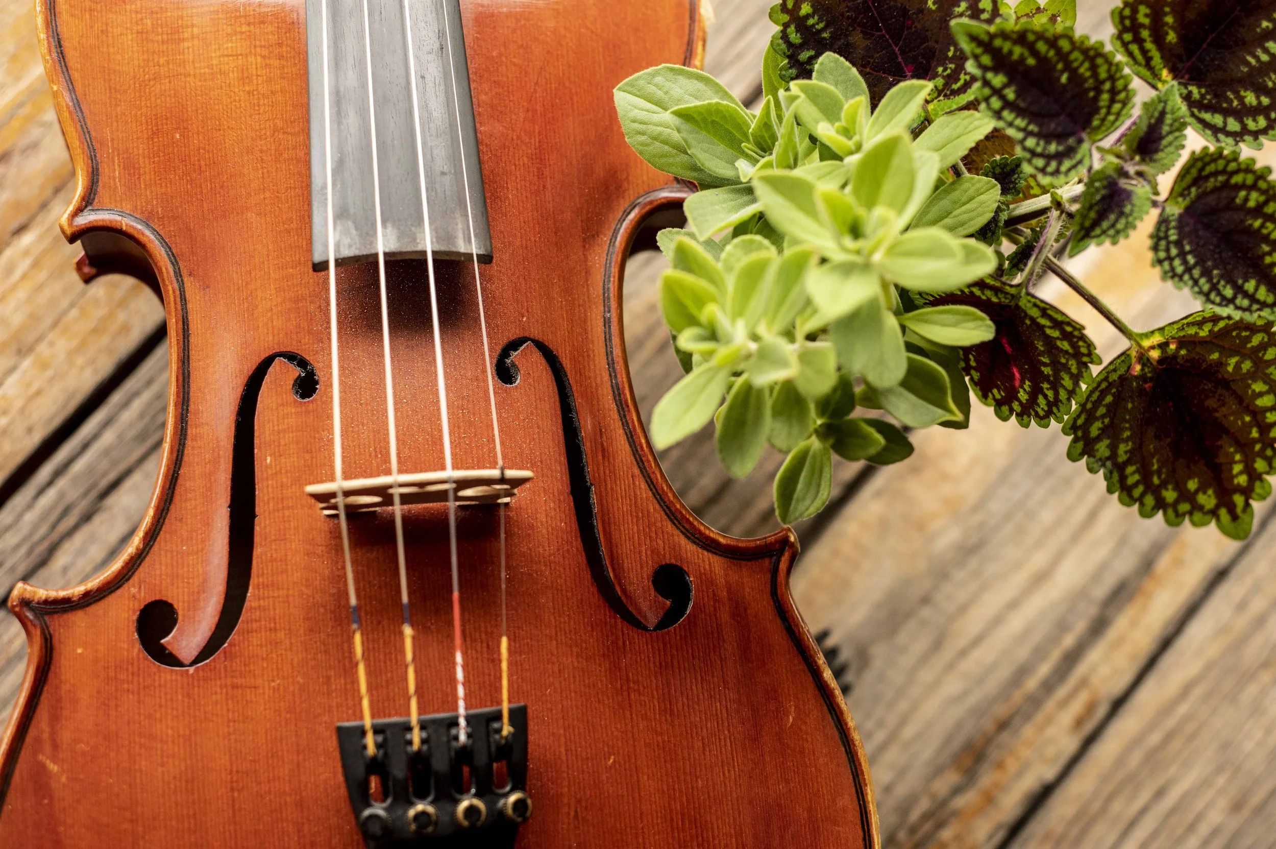 Danita Harris Violin Studio