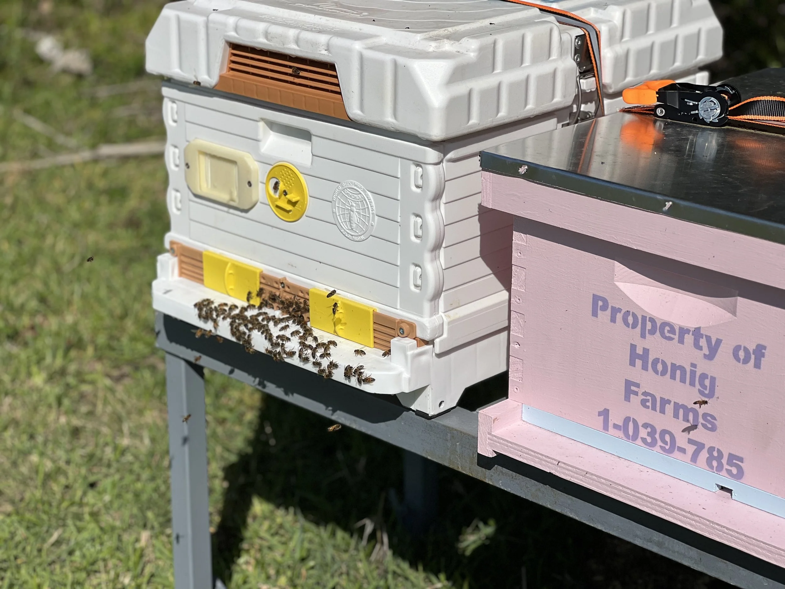 Brazoria County Beekeeping Services - Swarm / Hive Removals — Honig ...