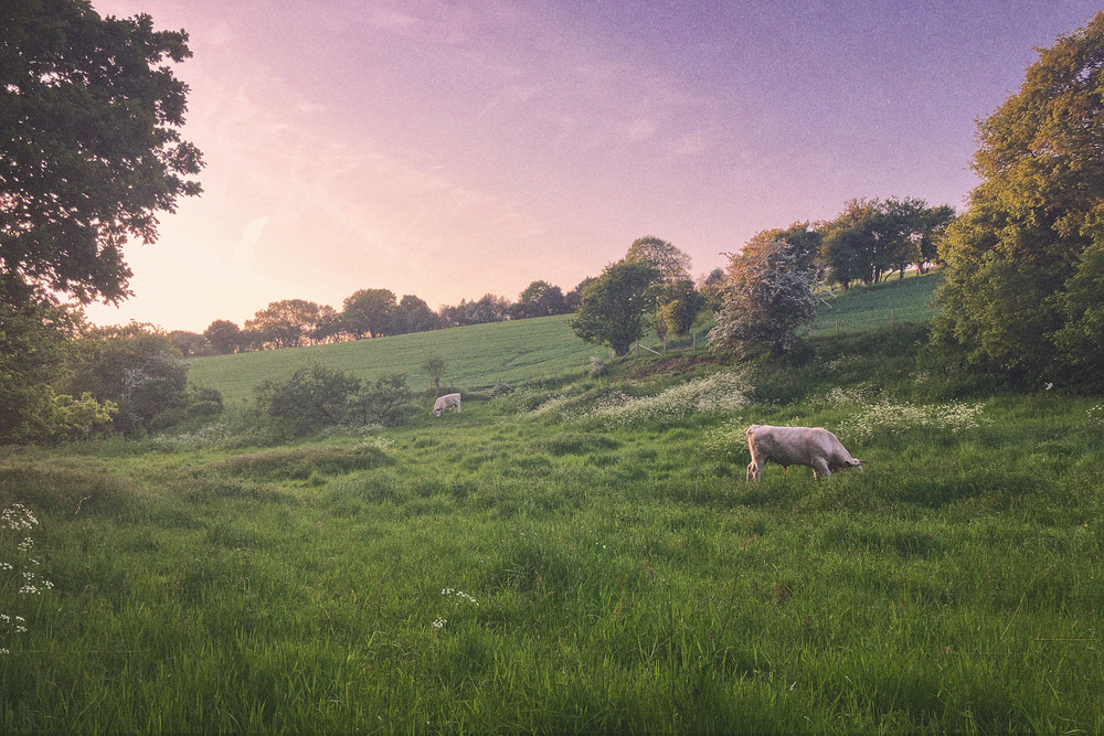 About Us — Cheyney's