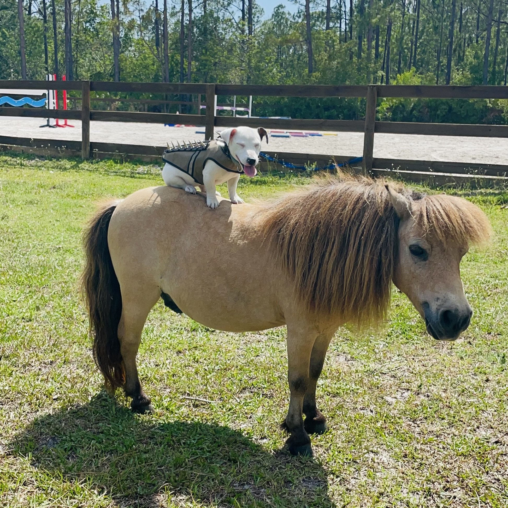 Meet Fabio: The Myth, The Legend, The “Therapy Dude Supreme” Miniature ...