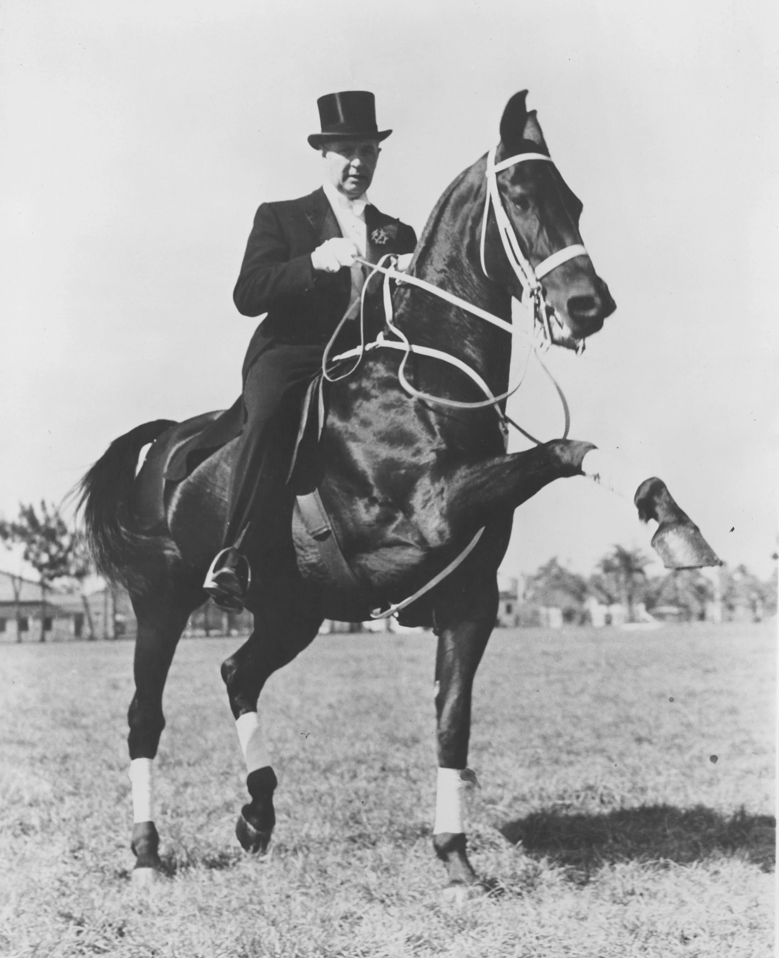 Trot Under the Big Top: How Horses Helped Sarasota Become the Circus ...