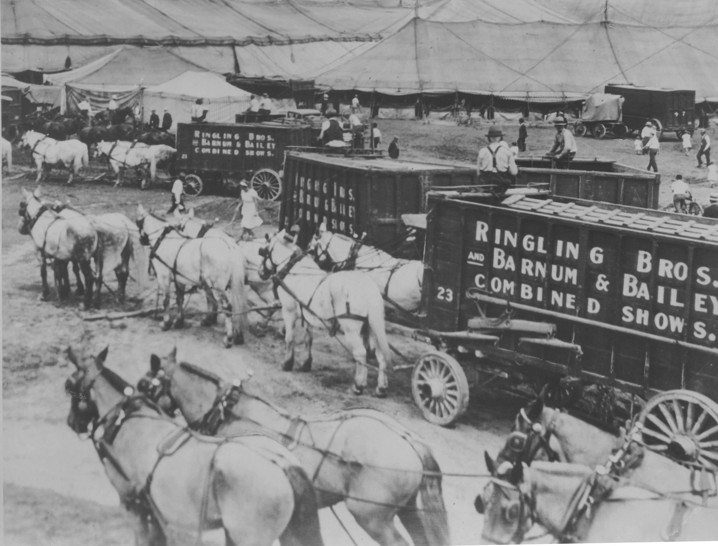 Trot Under the Big Top: How Horses Helped Sarasota Become the Circus ...